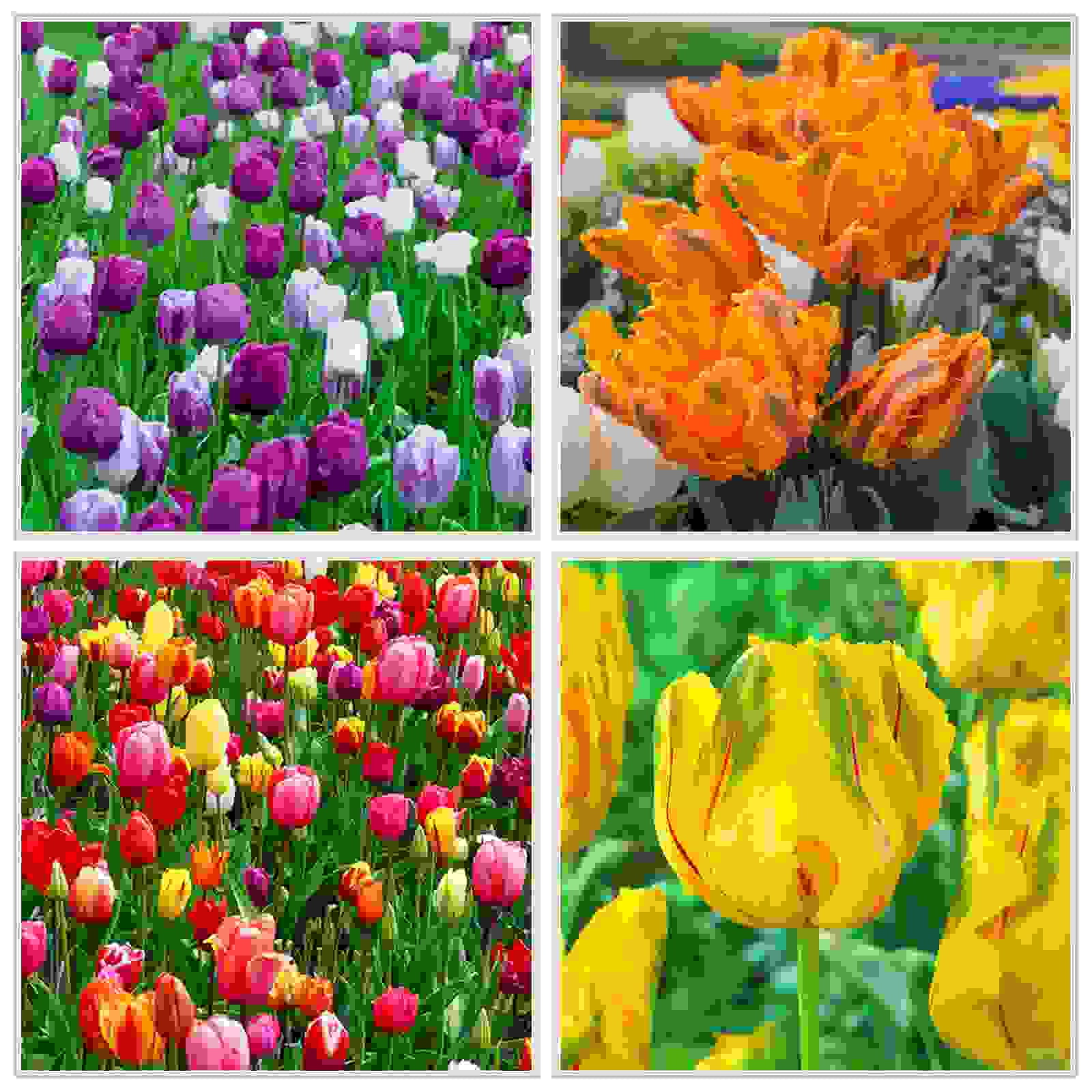 Tulip for Planting(Tulip bulk) Professional Planting Garden decoration ...