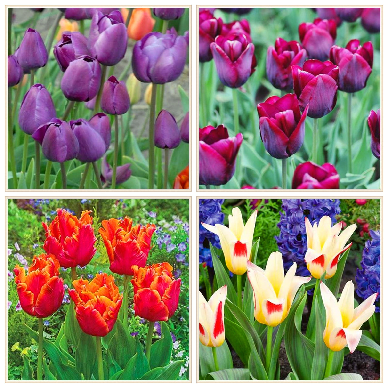 Tulip for Planting(Tulip bulk) Professional Planting Garden decoration ...