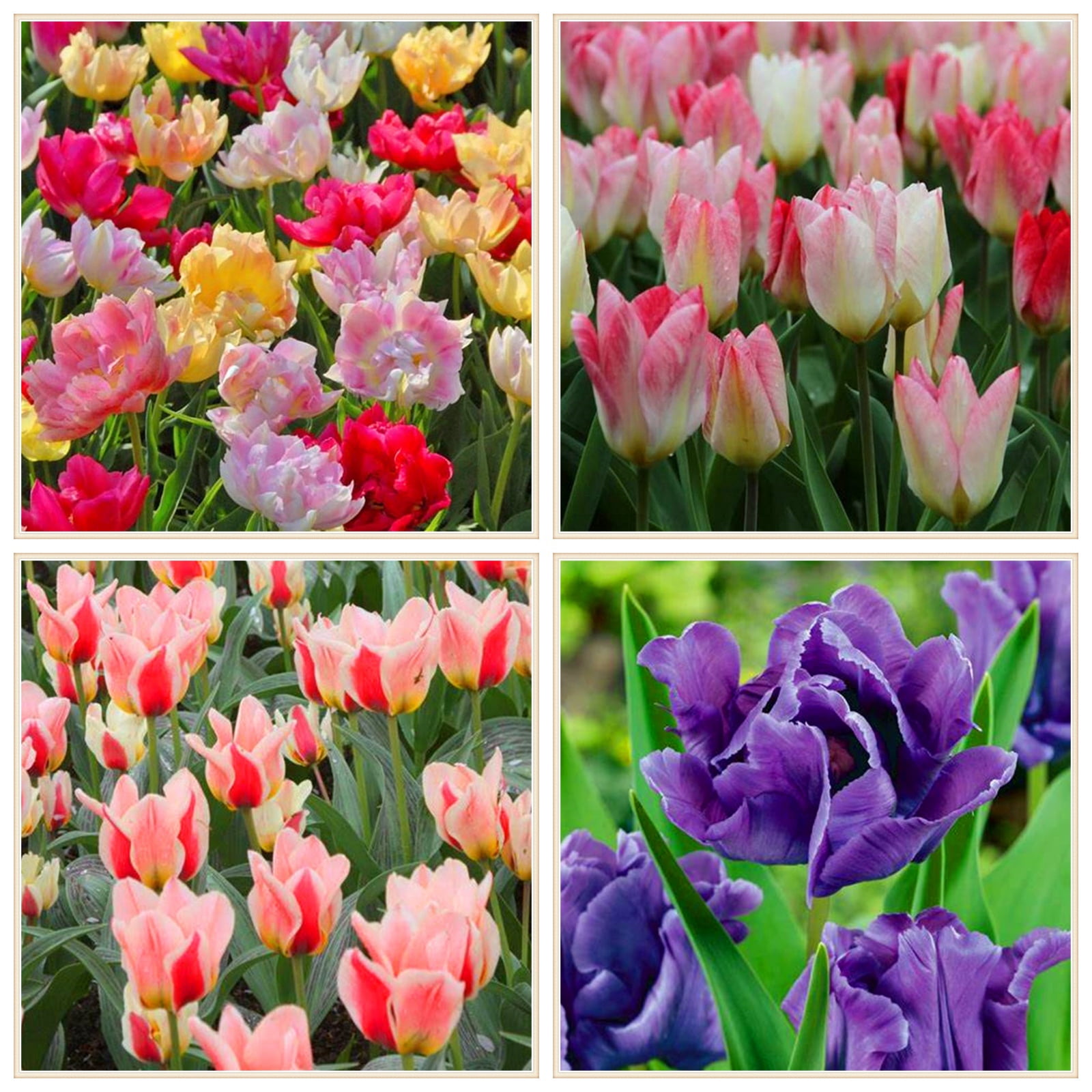 Tulip for Planting(Tulip bulk) Professional Planting Garden decoration ...