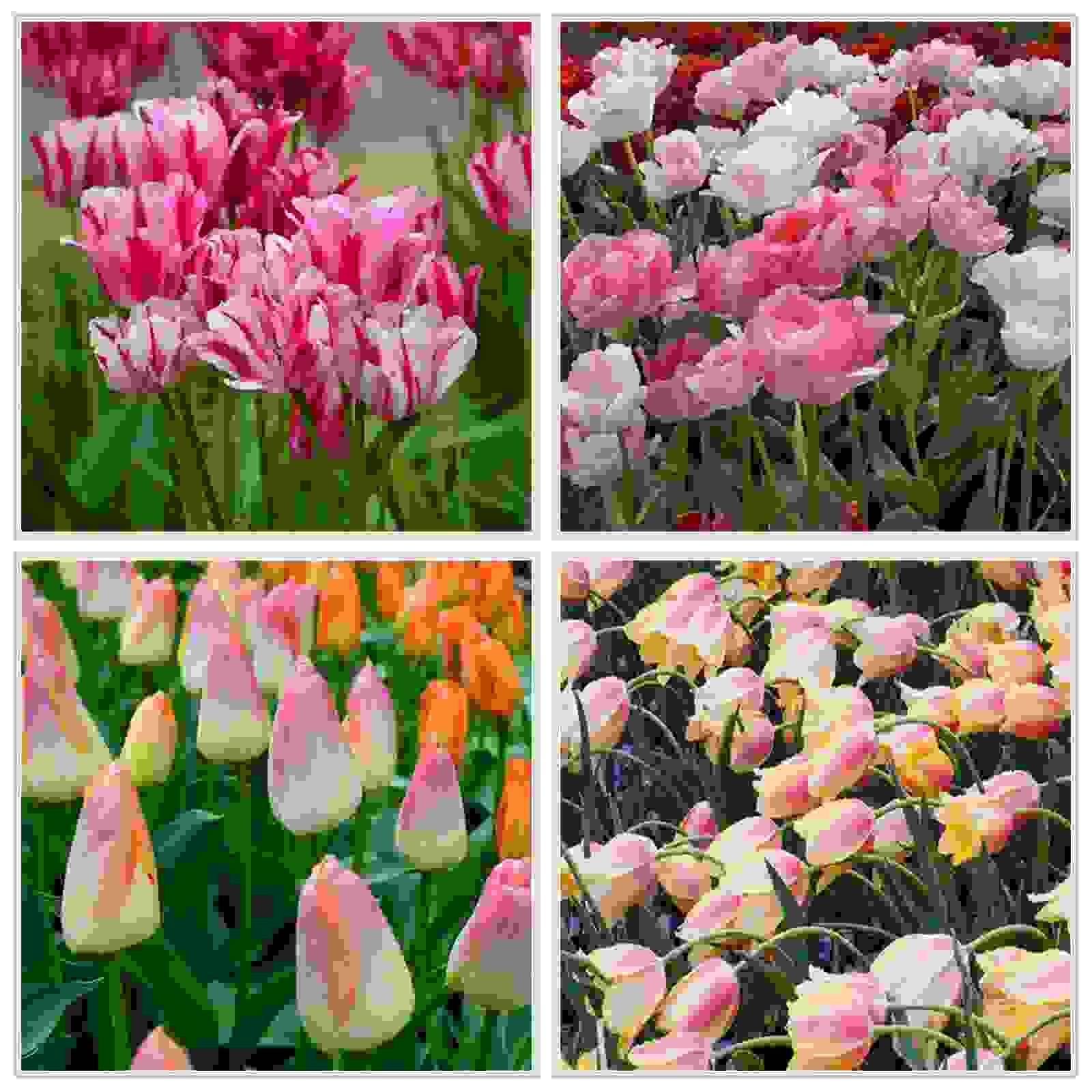 Tulip for Planting Tulip bulk Tulip mix Professional Planting Garden ...