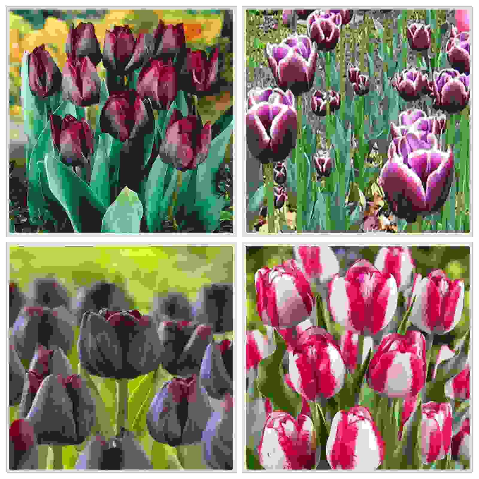 Tulip for sale(Tulip bulk) Professional Planting Garden decoration Easy ...