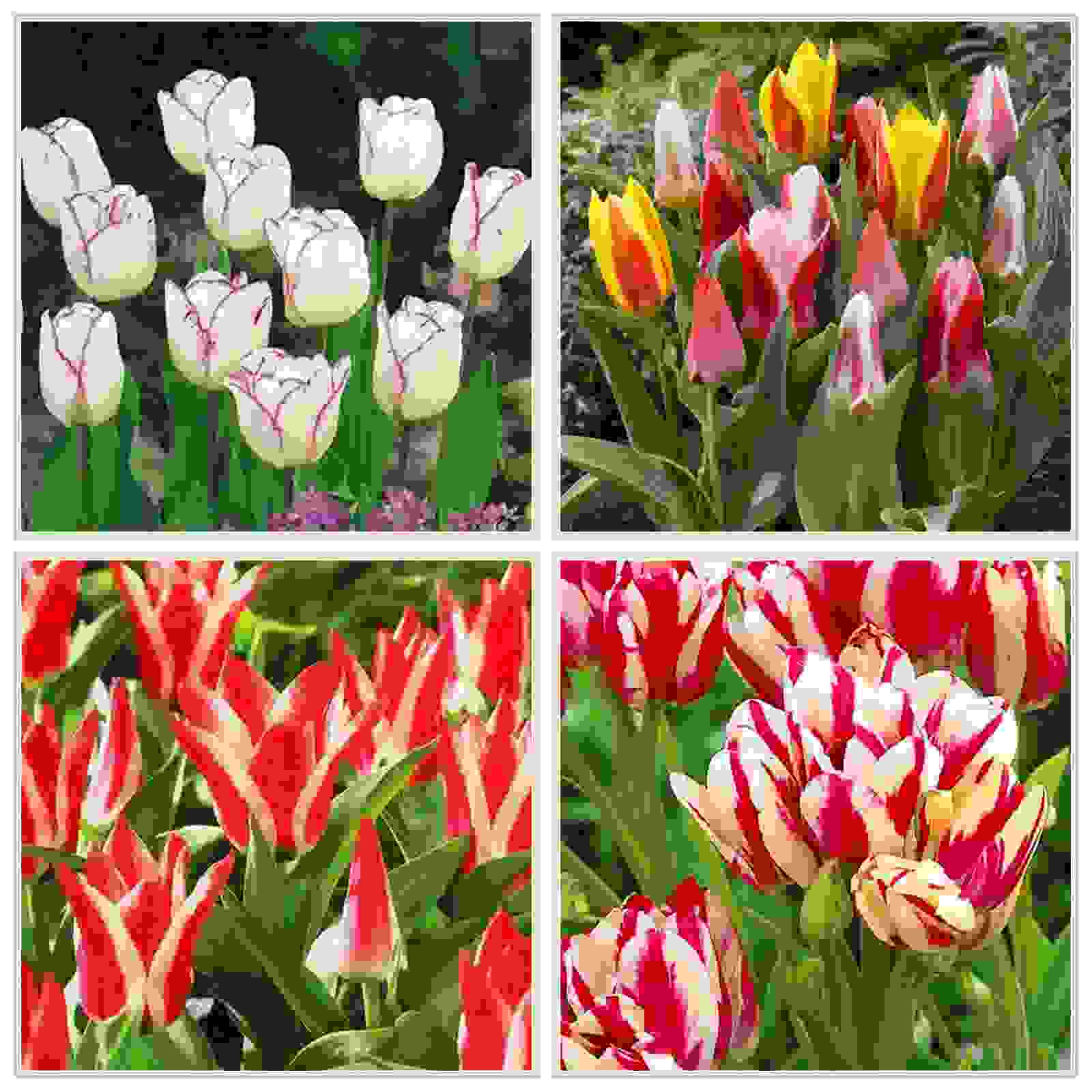 Tulip for sale(Tulip bulk) Professional Planting Garden decoration Easy ...