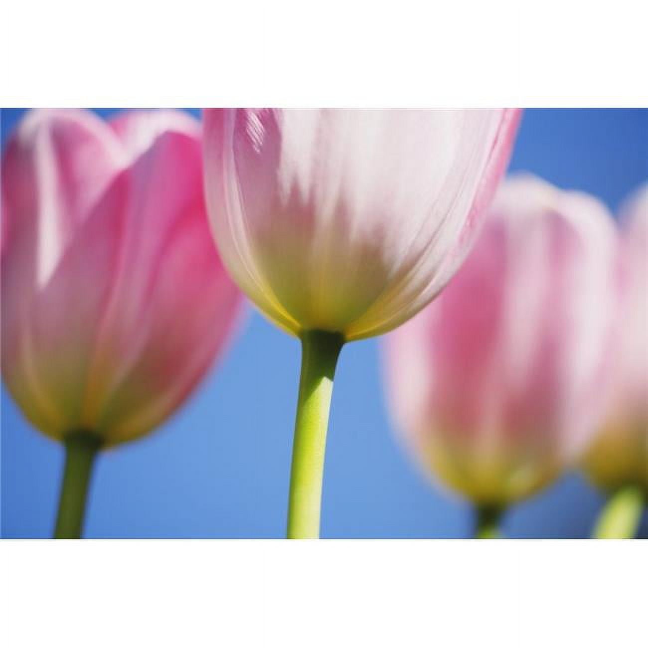 Tulips Poster Print, 38 x 24 - Walmart.com