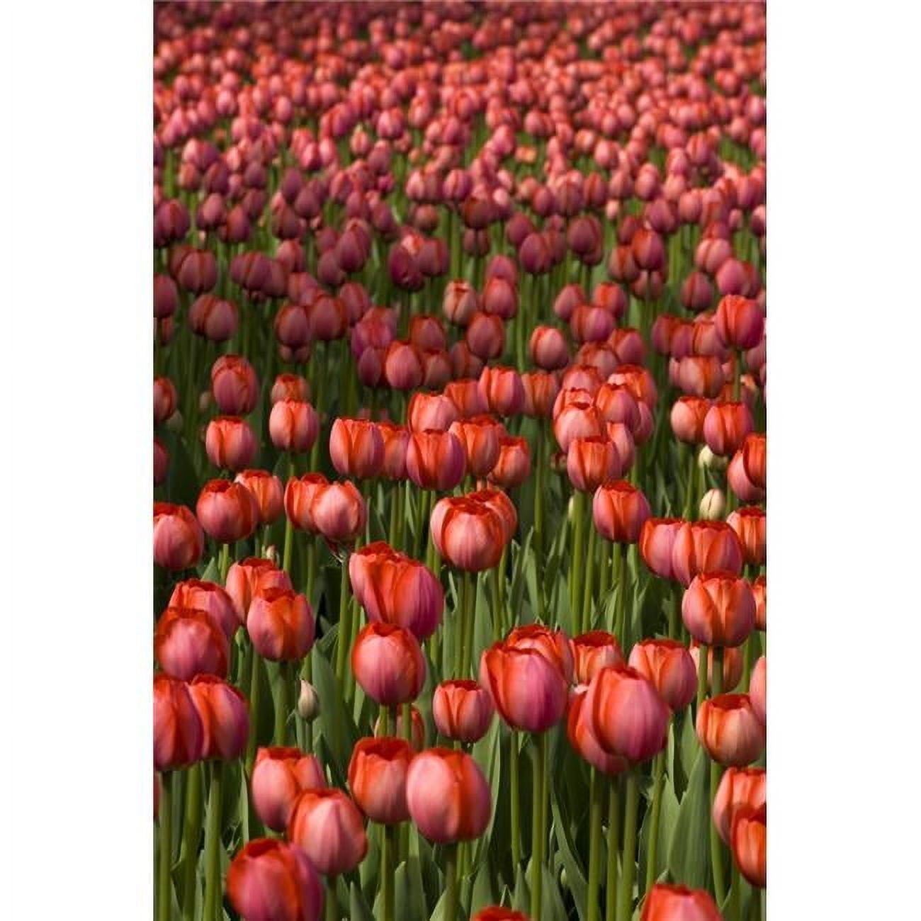 Tulips Poster Print - Walmart.com