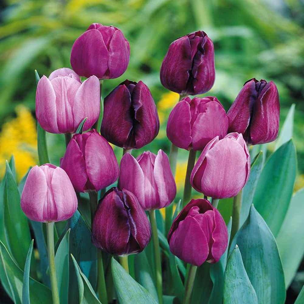 Tulips, Princess Mix, Tulip Bulbs, 20 Count, Royal Purple and Pretty ...