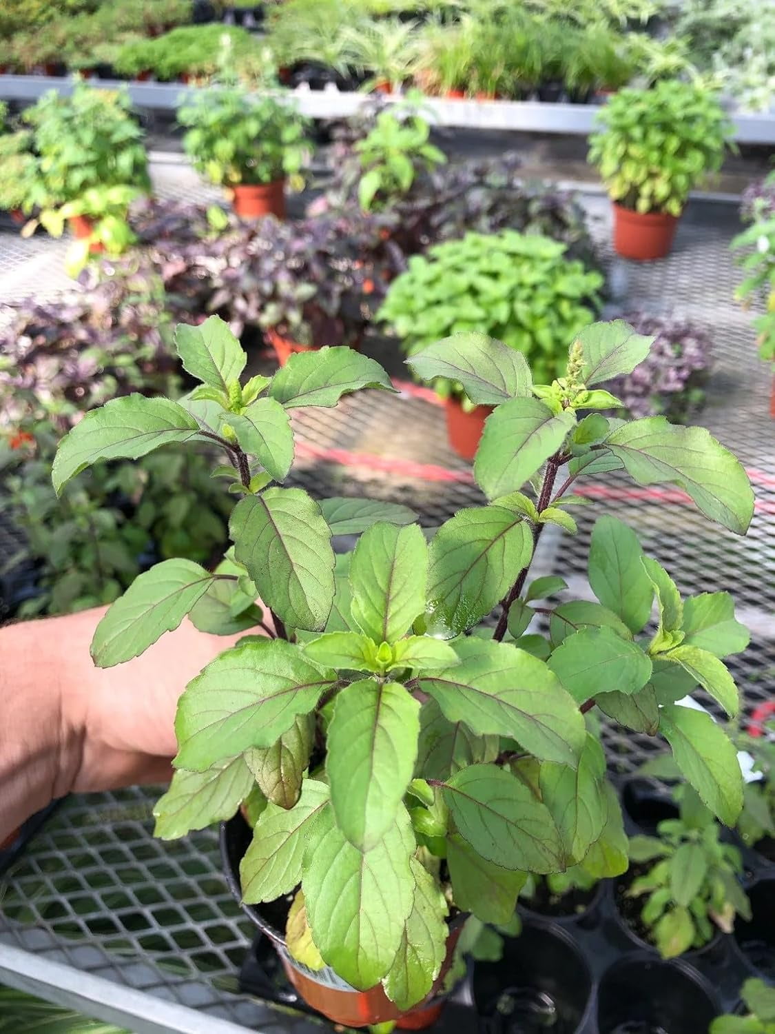 AugustBreezeFarm Purple Tulsi Krishna Holy Basil Live Plants - Walmart.com