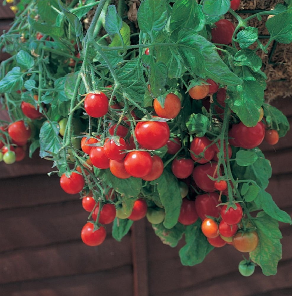 "Tumbling Tom Red Cherry Tomato, Garden Ready 2.5"" Pot Plant, Ideal ...