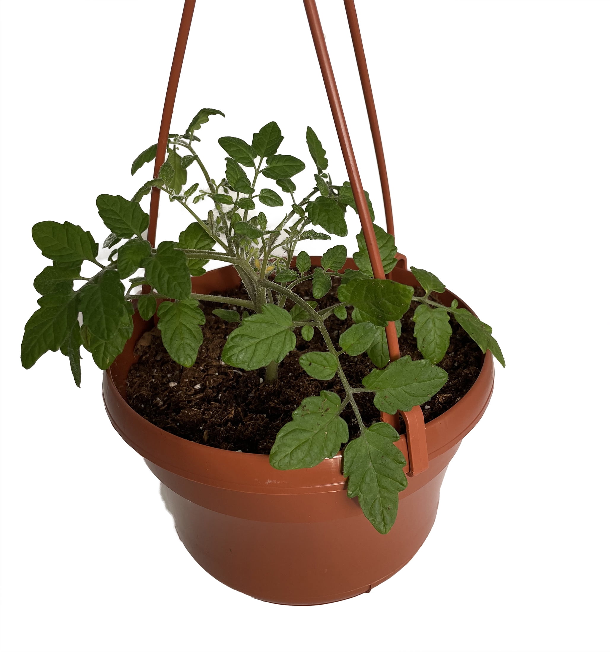 Tumbling Tom Red Cherry Tomato Plant-6" Hanging Basket - Walmart.com