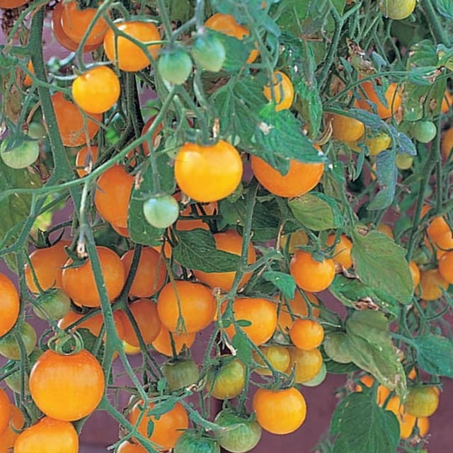 Tumbling Tom Yellow Cherry Tomato Plant - 4" Pot - Walmart.com