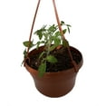 Tumbling Tom Yellow Cherry Tomato Plant - 6" Hanging Basket - Walmart.com