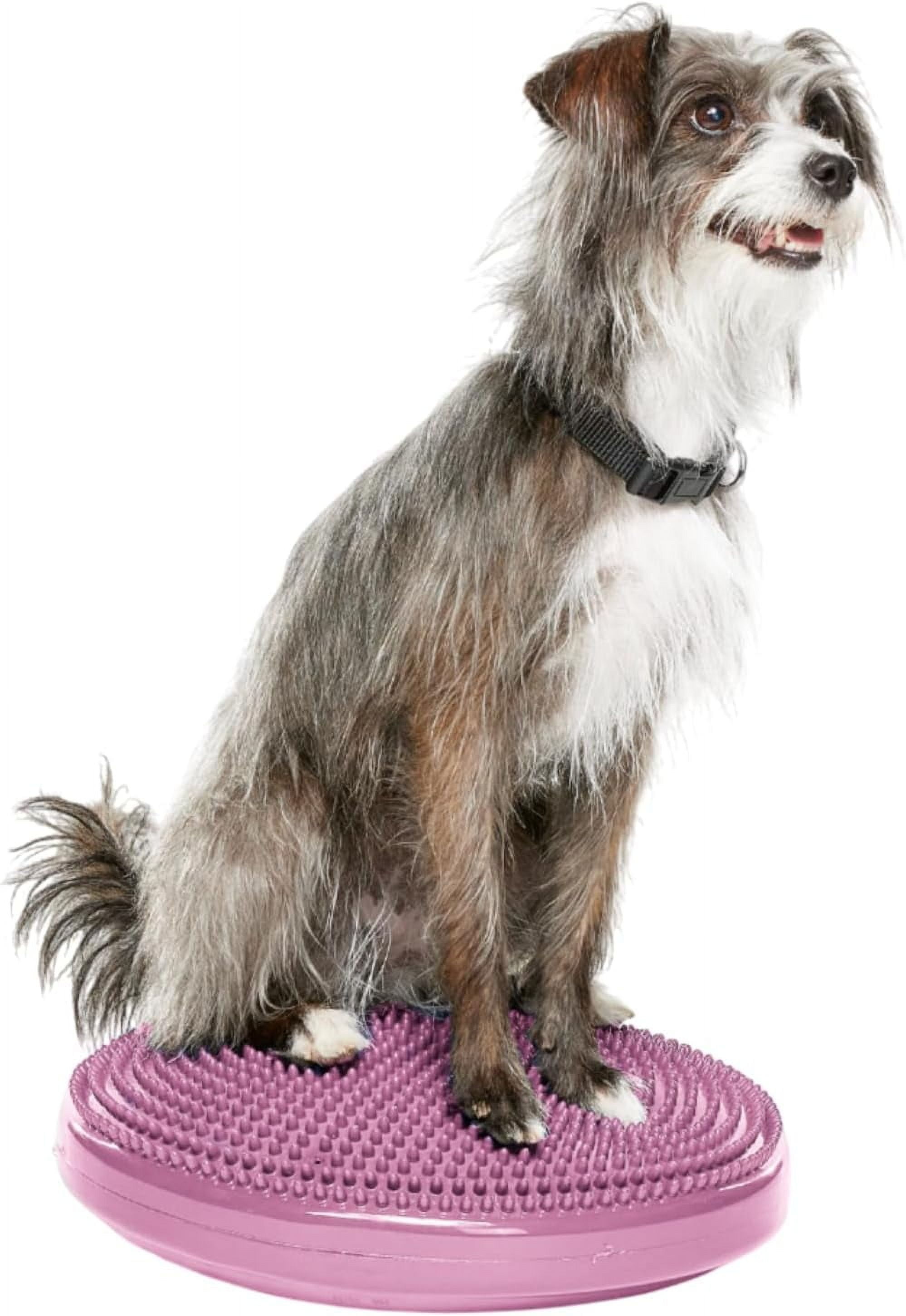 Tumis Dog Balance Disc, Razzleberry | Dog Exercise Equipment | Workout ...
