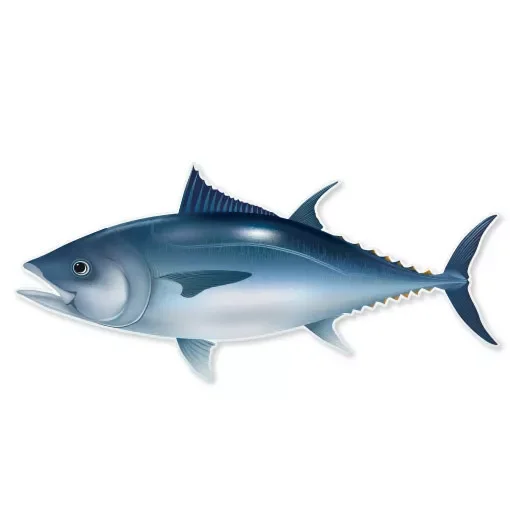 Tuna Fish Fishing Sticker Window Decal Phone Decal Water Bottle ...