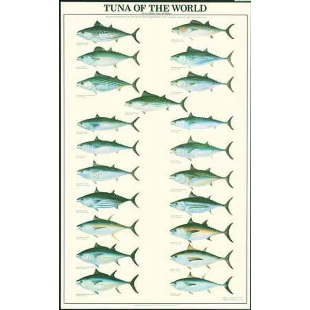 Tuna Poster and Identification Chart - Tuna of the World. Fish Wall Art ...
