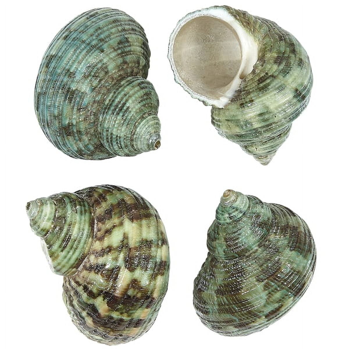 Turbo Bruneus Craft Bulk Shells Seashells (1 Kilo) - Walmart.com