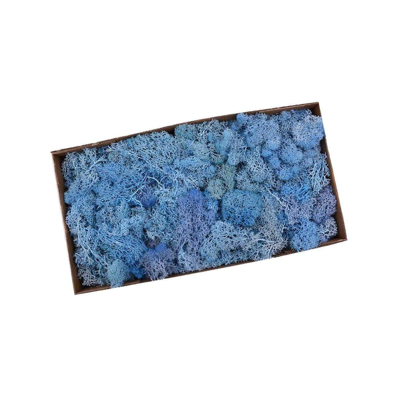 TureClos Natural Dried Reindeer Moss Treated Immortal moss Crafts DIY ...