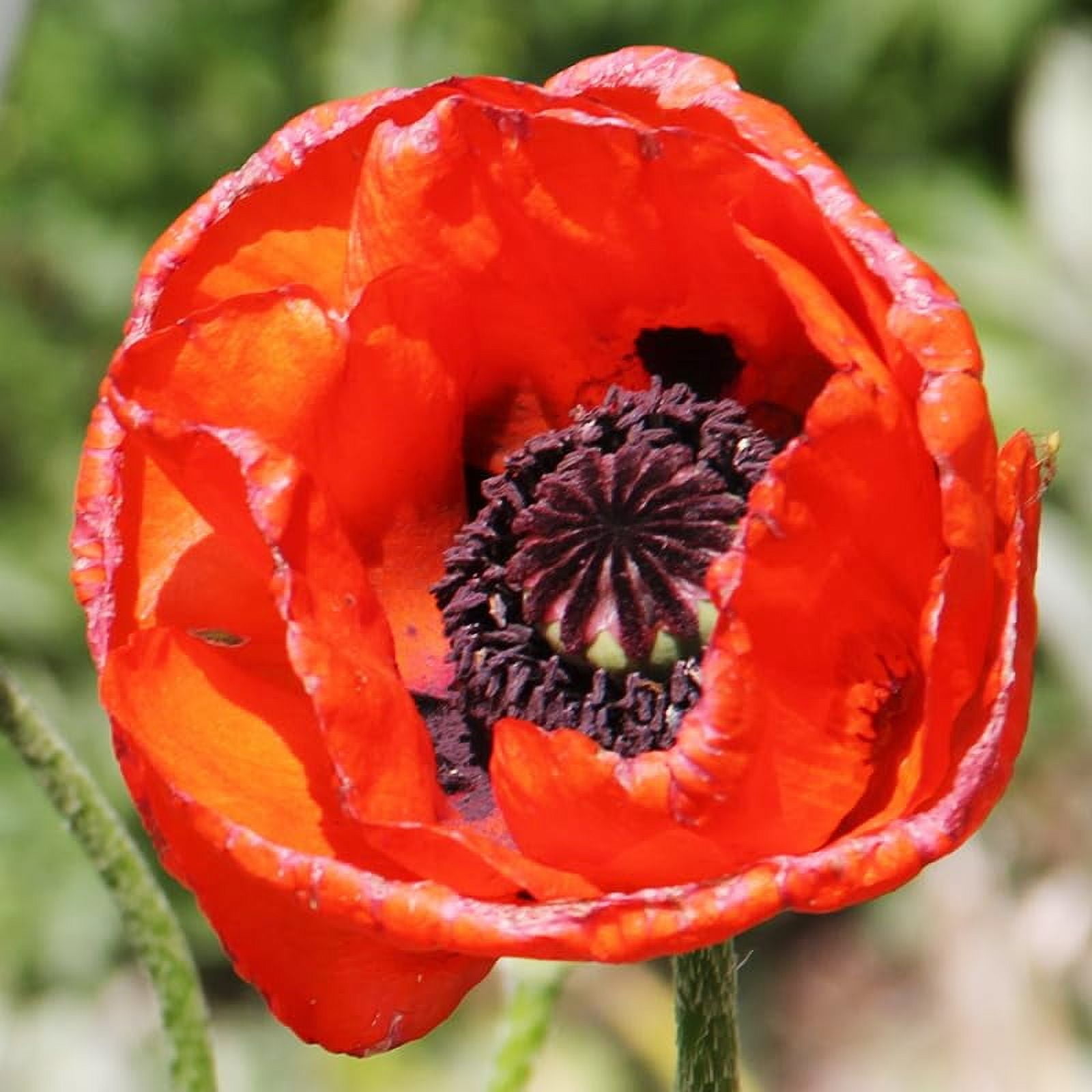 Turkenlouis Oriental Poppy Flower Root - Attracts Butterflies and ...