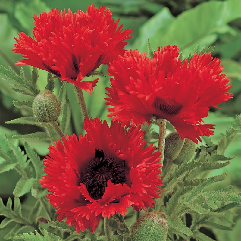 Turkenlouis Oriental Poppy Root - Deer Resistant - Good as Cut Flowers ...