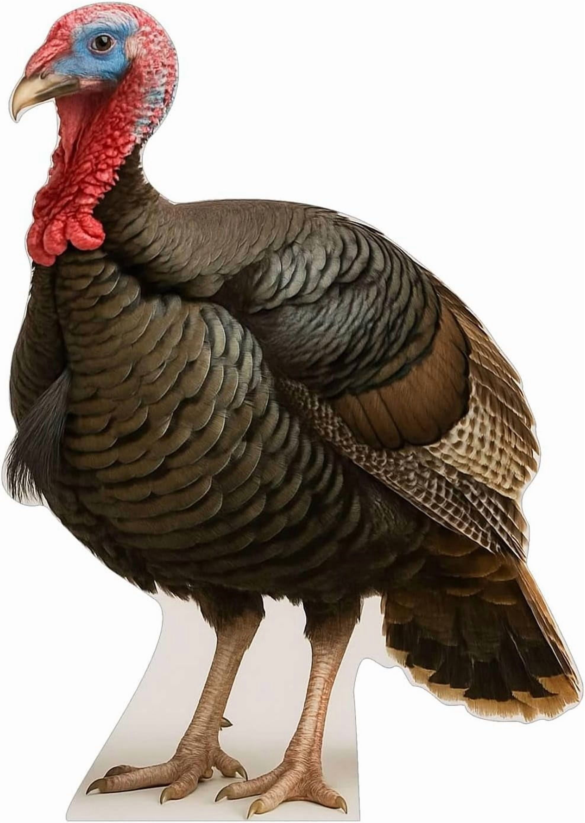 Turkey 2FT Life Size Cardboard Cutout – Farm Animal Fun Standup for ...