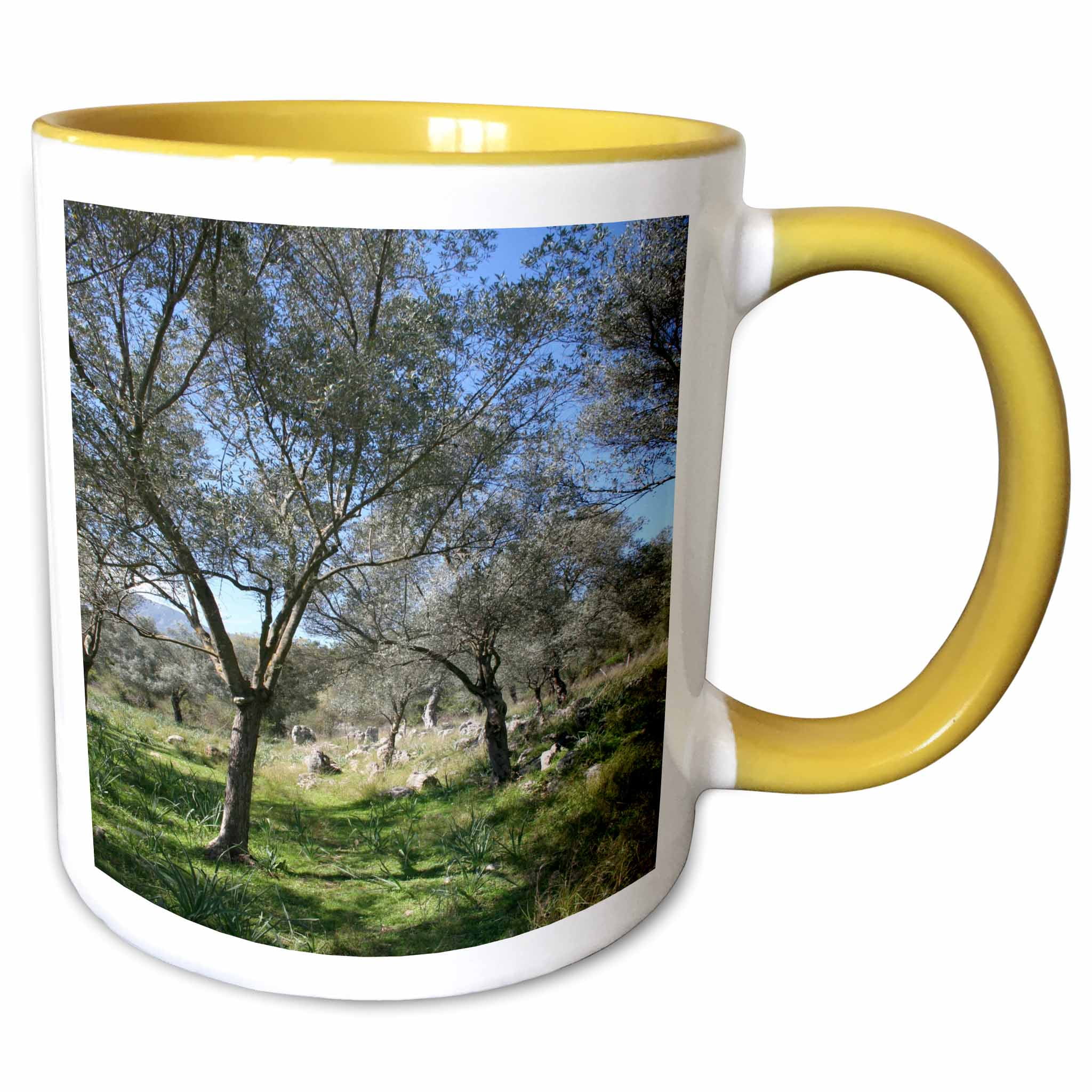3drose, Turkish Olive Grove-olive Olea Europaea, Small Tree in the ...