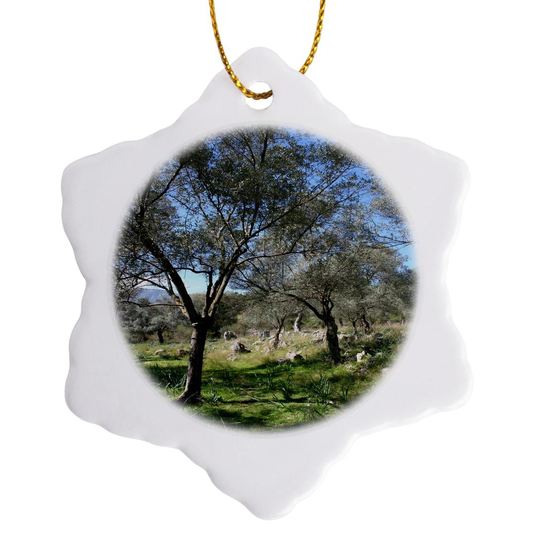3drose, Turkish Olive Grove-olive Olea Europaea, Small Tree in the ...