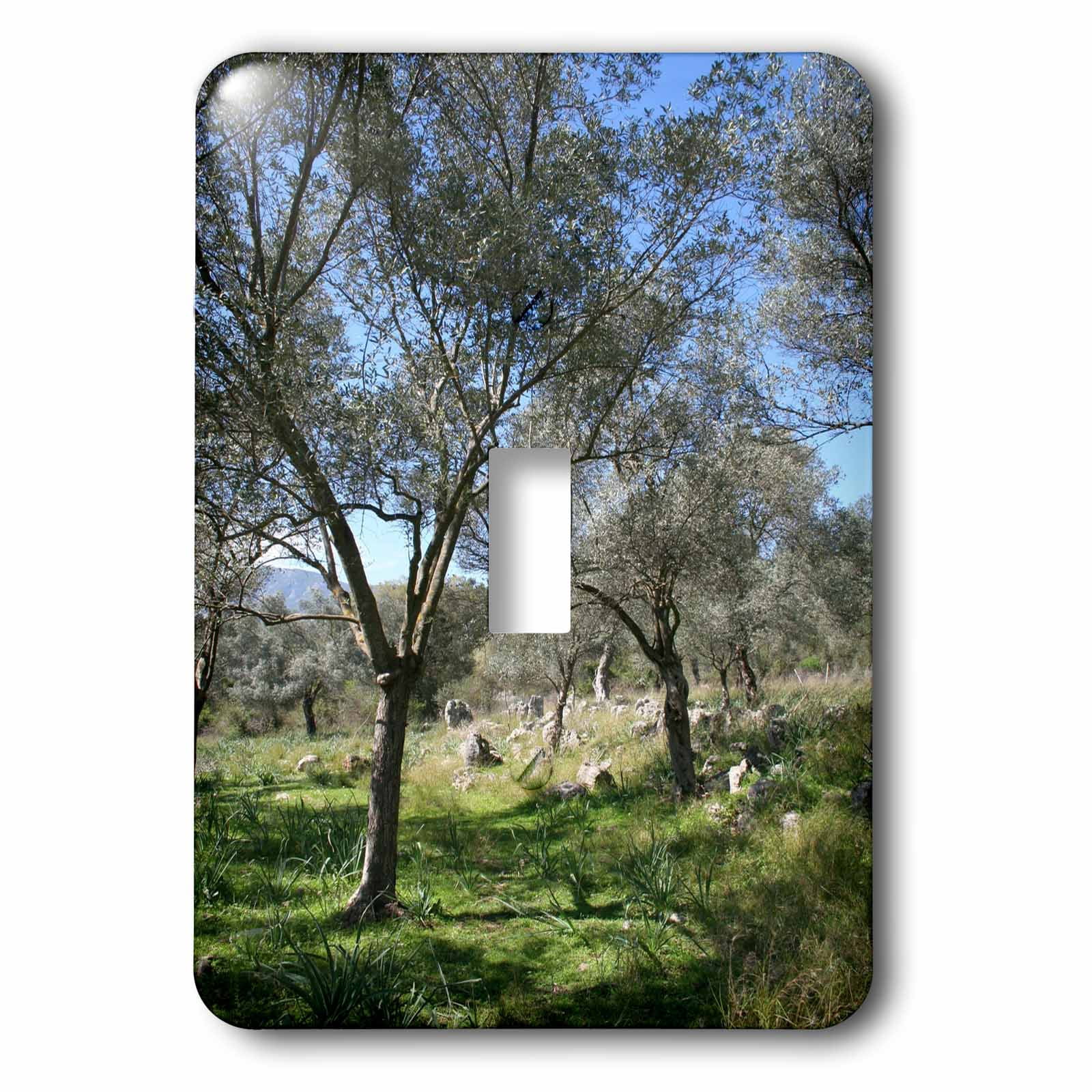 3dRose, Turkish Olive Grove-Olive Olea europaea, small tree in the ...
