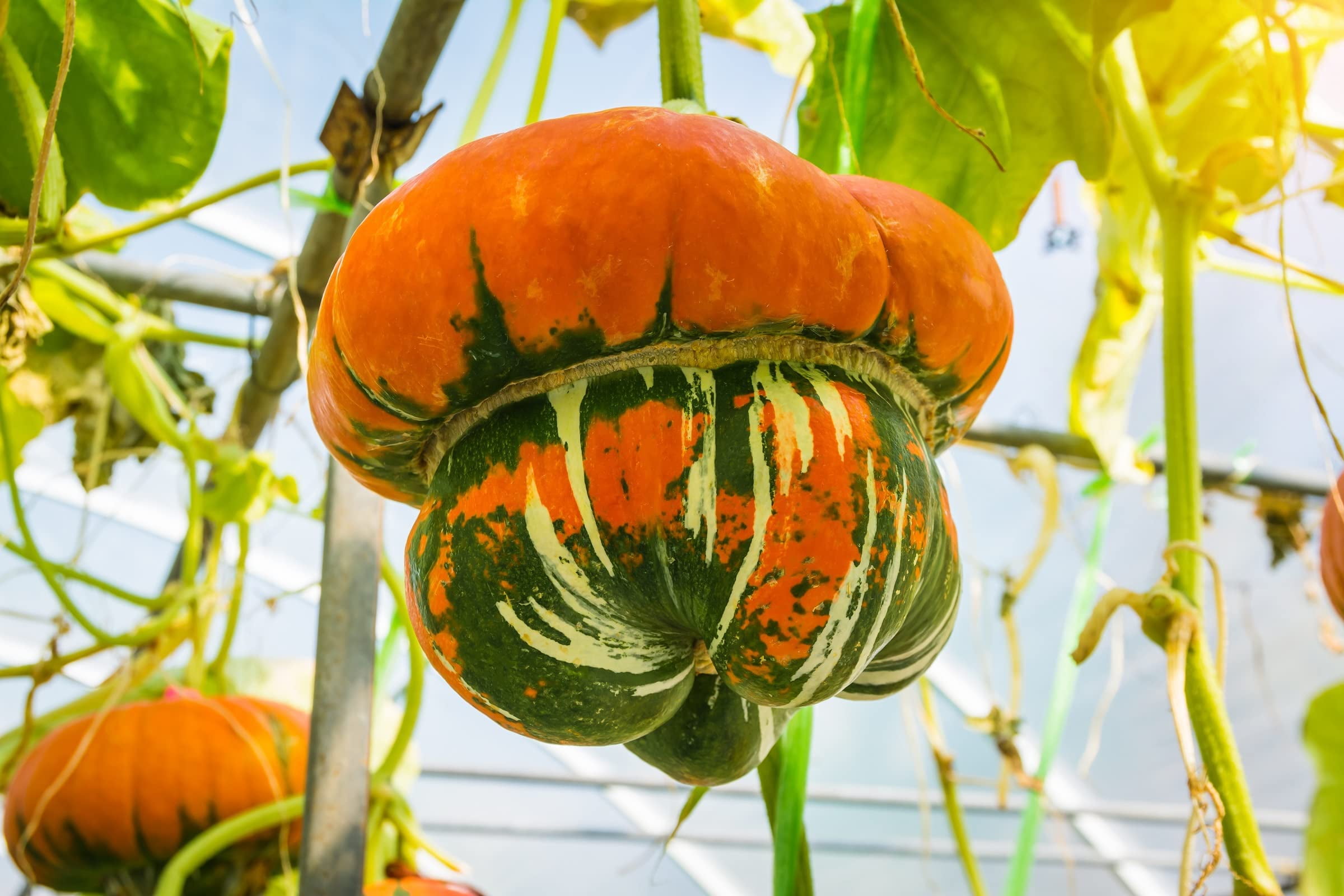 Turkish Turban Seeds for Planting - 10 Seeds - Colorful and Exotic ...