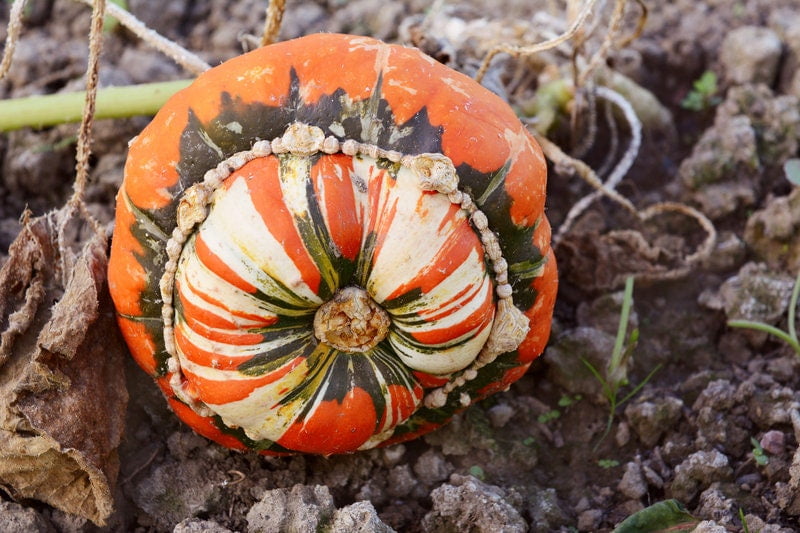 Turks Turban Gourd Seeds - Walmart.com