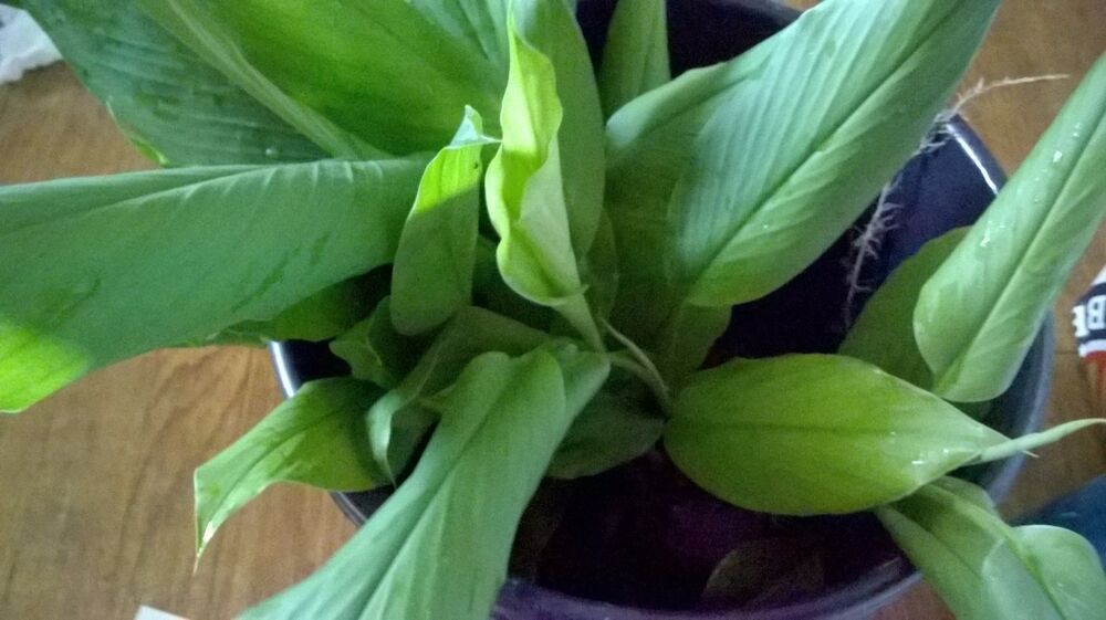 Turmeric BULBS, curcumin ( 10+7 FREE Count BULBS/RHIZOME, ) Khmer រមៀត ...