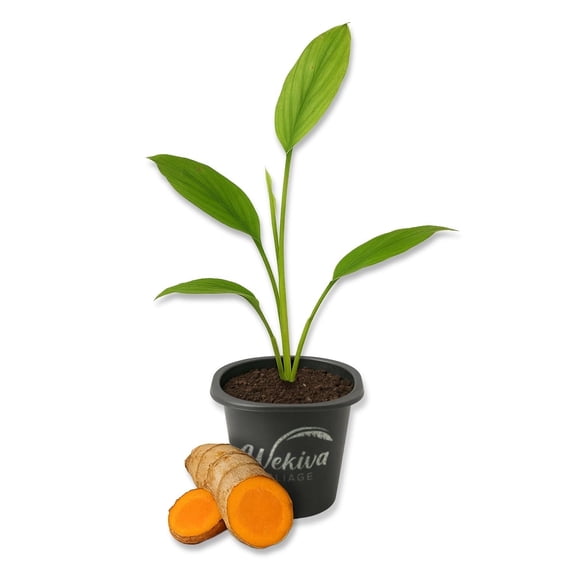 Turmeric Plant - 4 Live Starter Plants - Curcuma Longa - Grow Your Own ...
