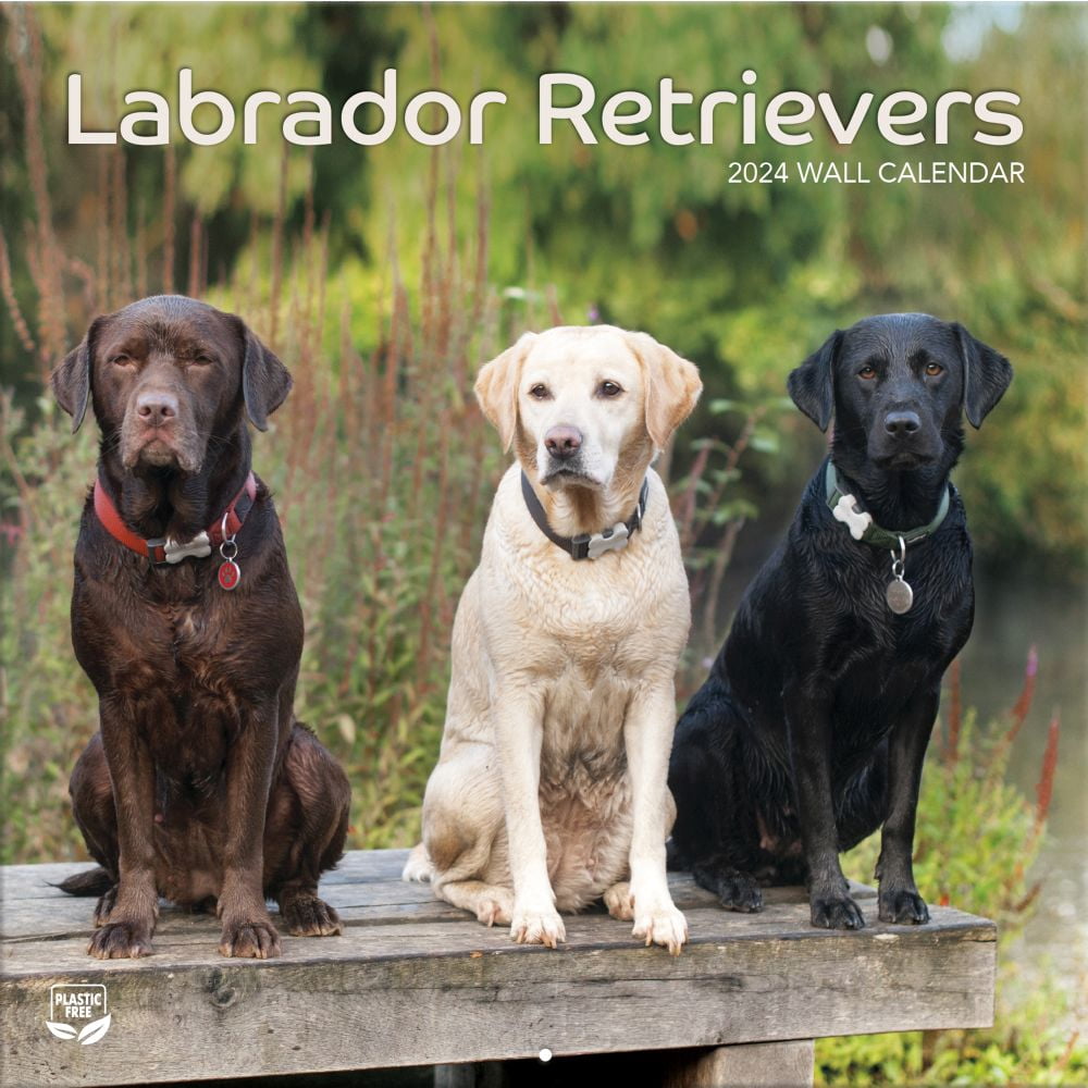 Golden Retriever Calendar 2026 Lab Retriever 2026 Wall Calendar 2025 ...