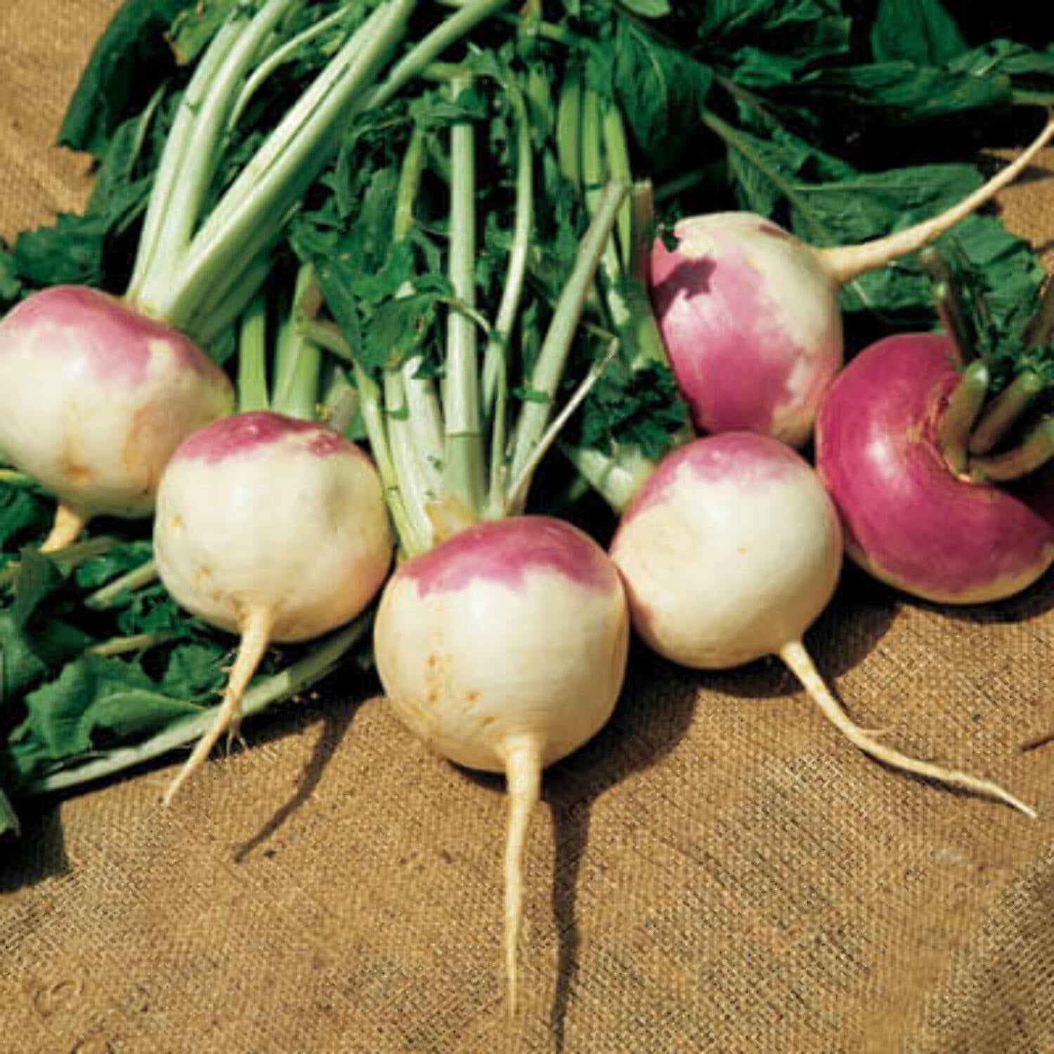 Turnip Purple Top White Globe Seed, Treated, 1 lbs - Walmart.com