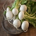 Turnip Seeds, Egg White Turnip, Heirloom, 100 Seeds, Non GMO,Vegetable ...