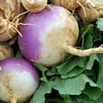 Turnip Seeds - Purple Top: 4 Oz - Non-GMO Seed for Vegetable Garden ...