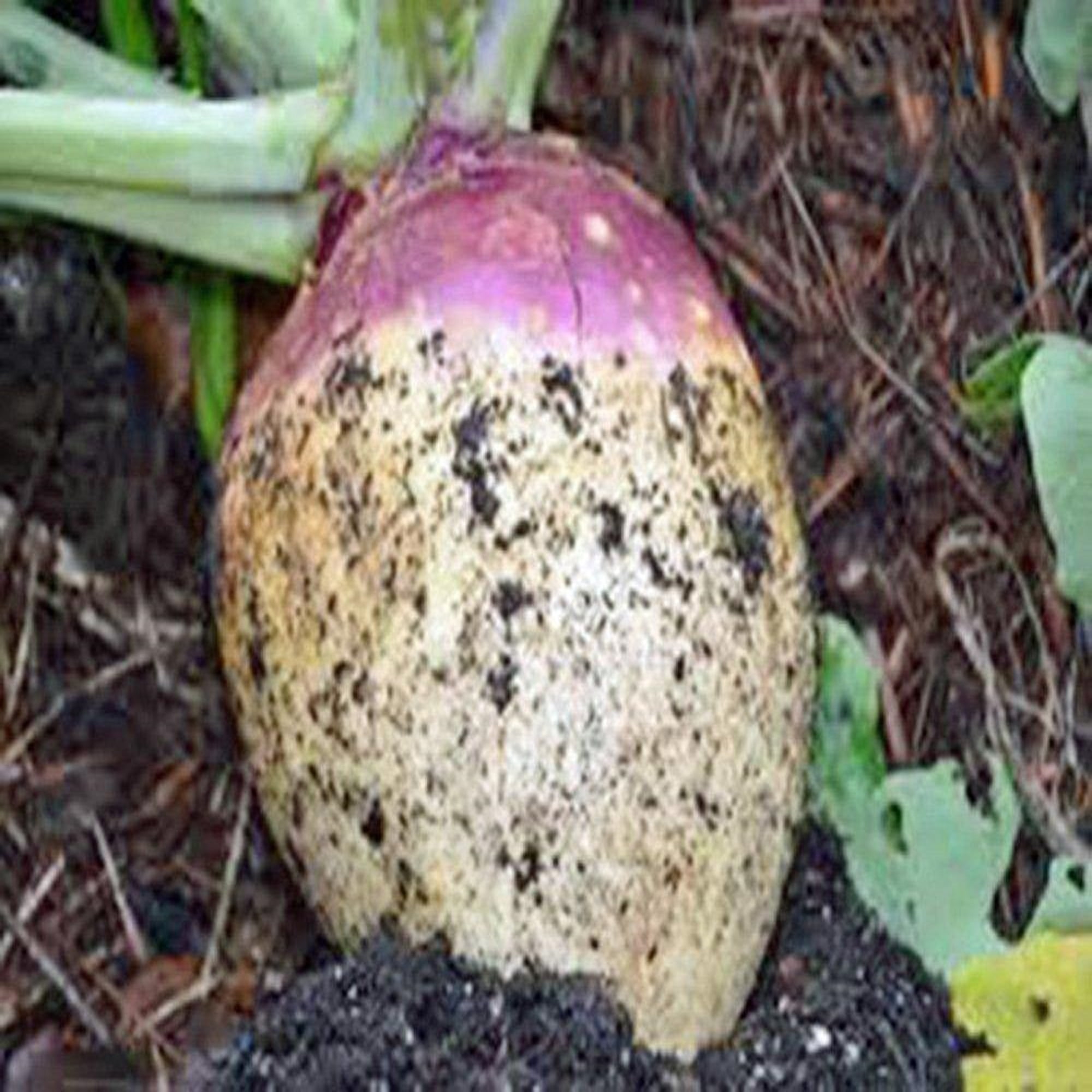 Turnip Seeds,Purple Top White Globe Turnip, Heirloom, Non GMO,200 Seeds ...
