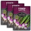 Turnip Seeds for Planting | Purple Top Turnip Seeds | Non-GMO ...