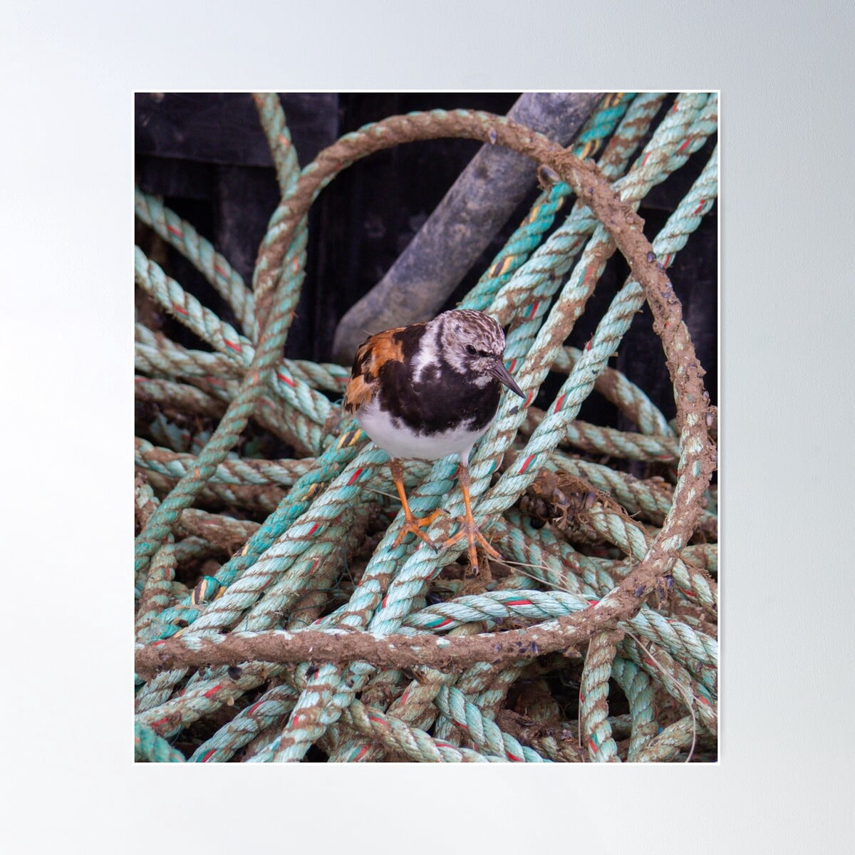 Turnstone In A Tangle Poster Wall Art, Modern Wall Decor For Living ...