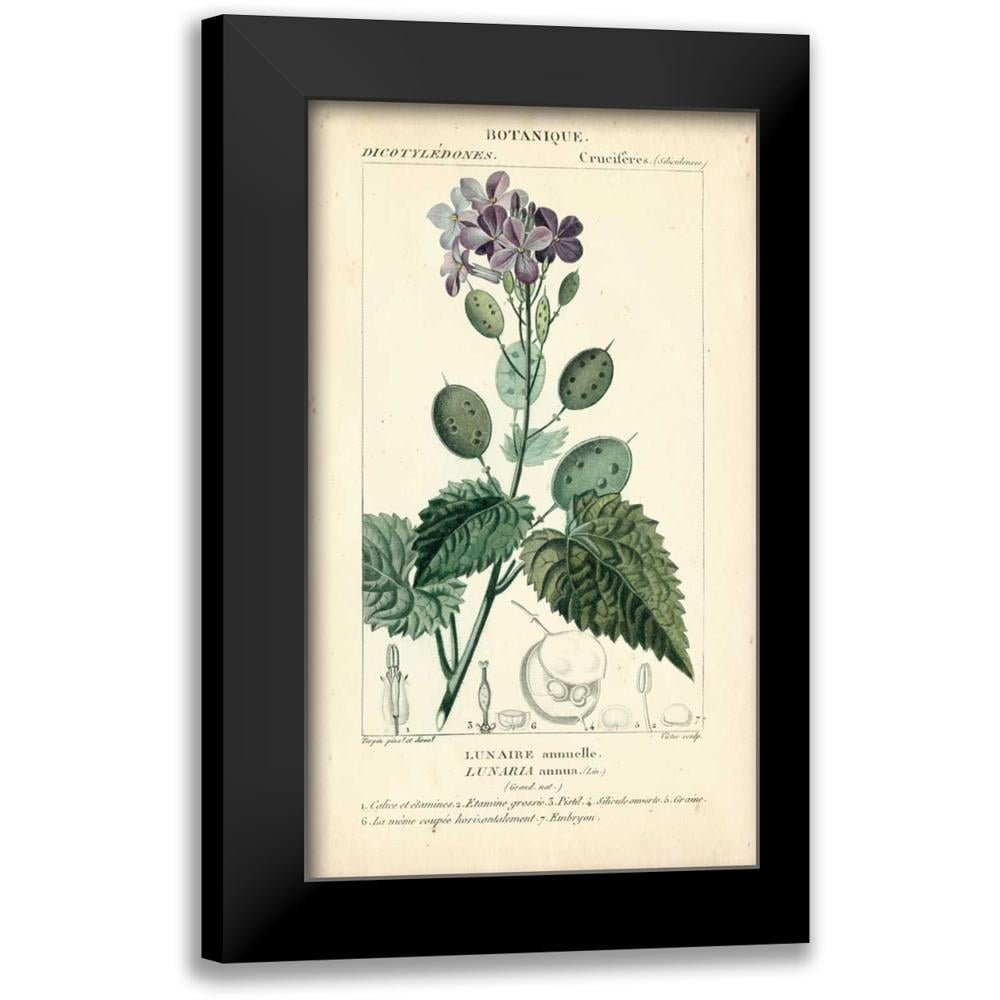 Turpin 12x18 Black Modern Framed Museum Art Print Titled - Botanique ...