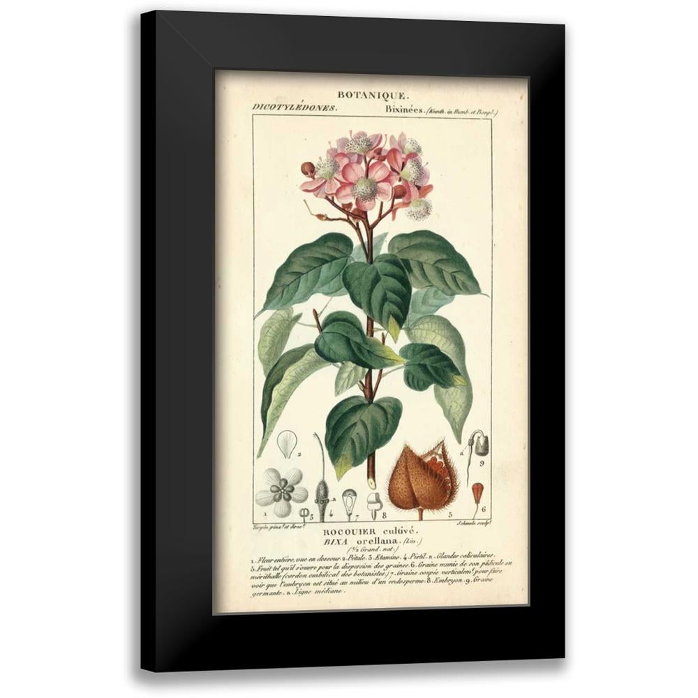 Turpin 12x18 Black Modern Framed Museum Art Print Titled - Botanique ...