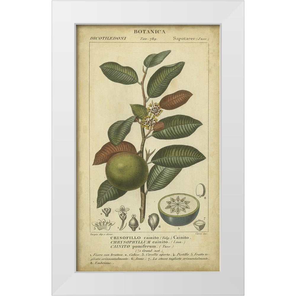 Turpin 12x18 White Modern Wood Framed Museum Art Print Titled - Exotic ...