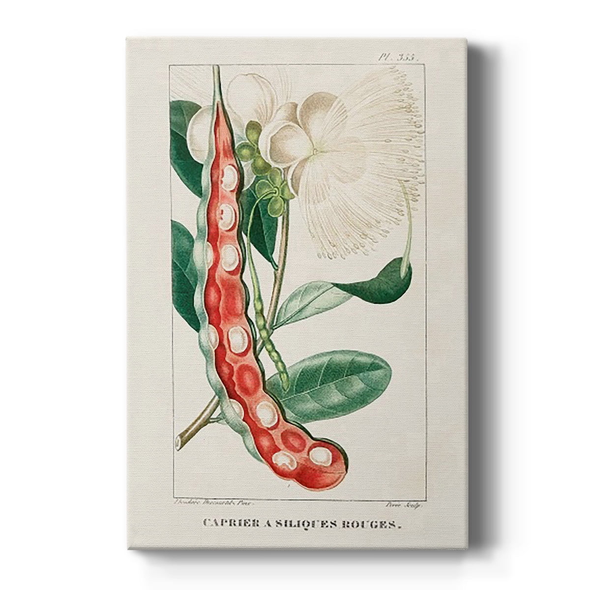 Turpin Tropical Botanicals VIII Premium Gallery Wrapped Canvas - Ready ...