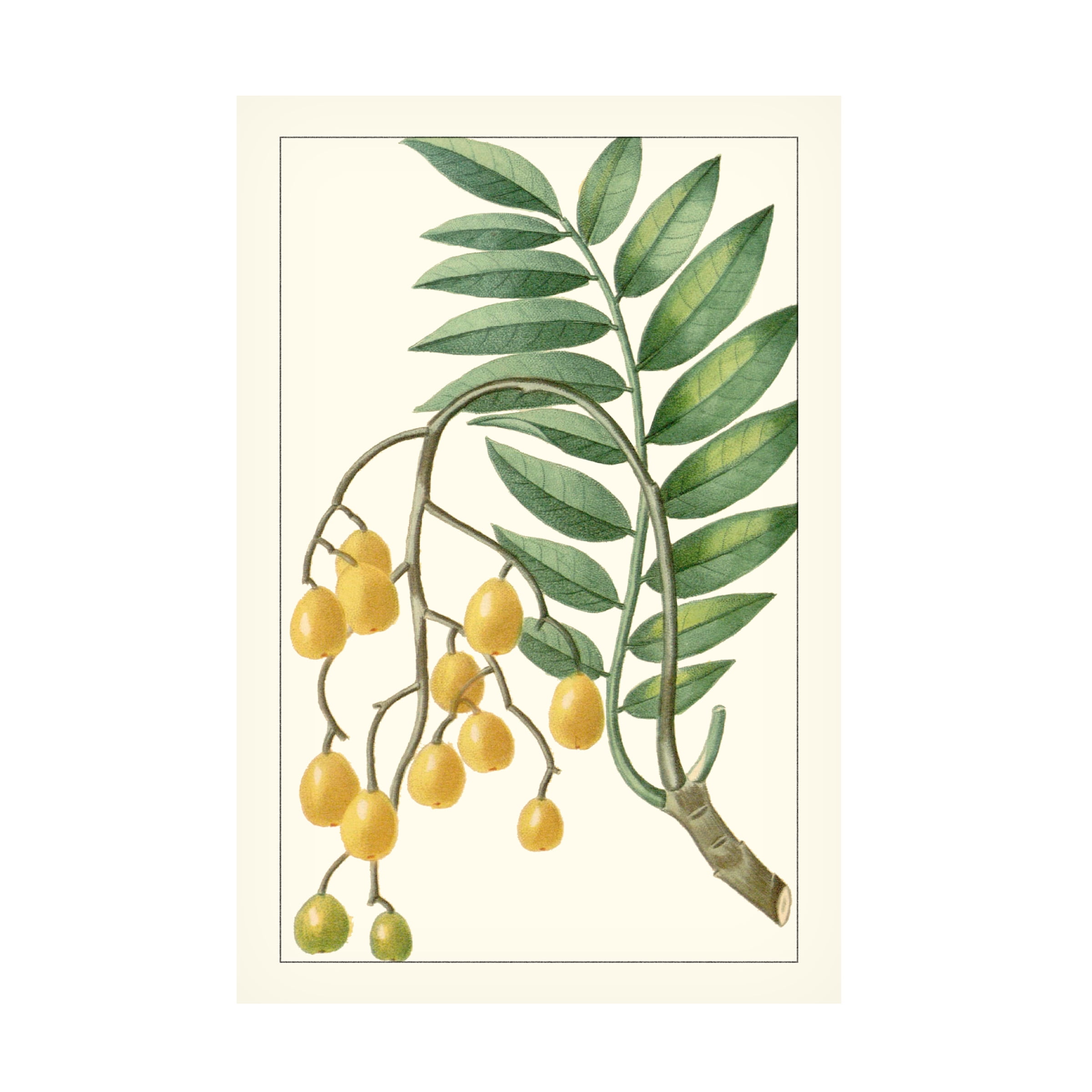 Turpin 'Turpin Exotic Botanical IX' Canvas Art - Walmart Business Supplies