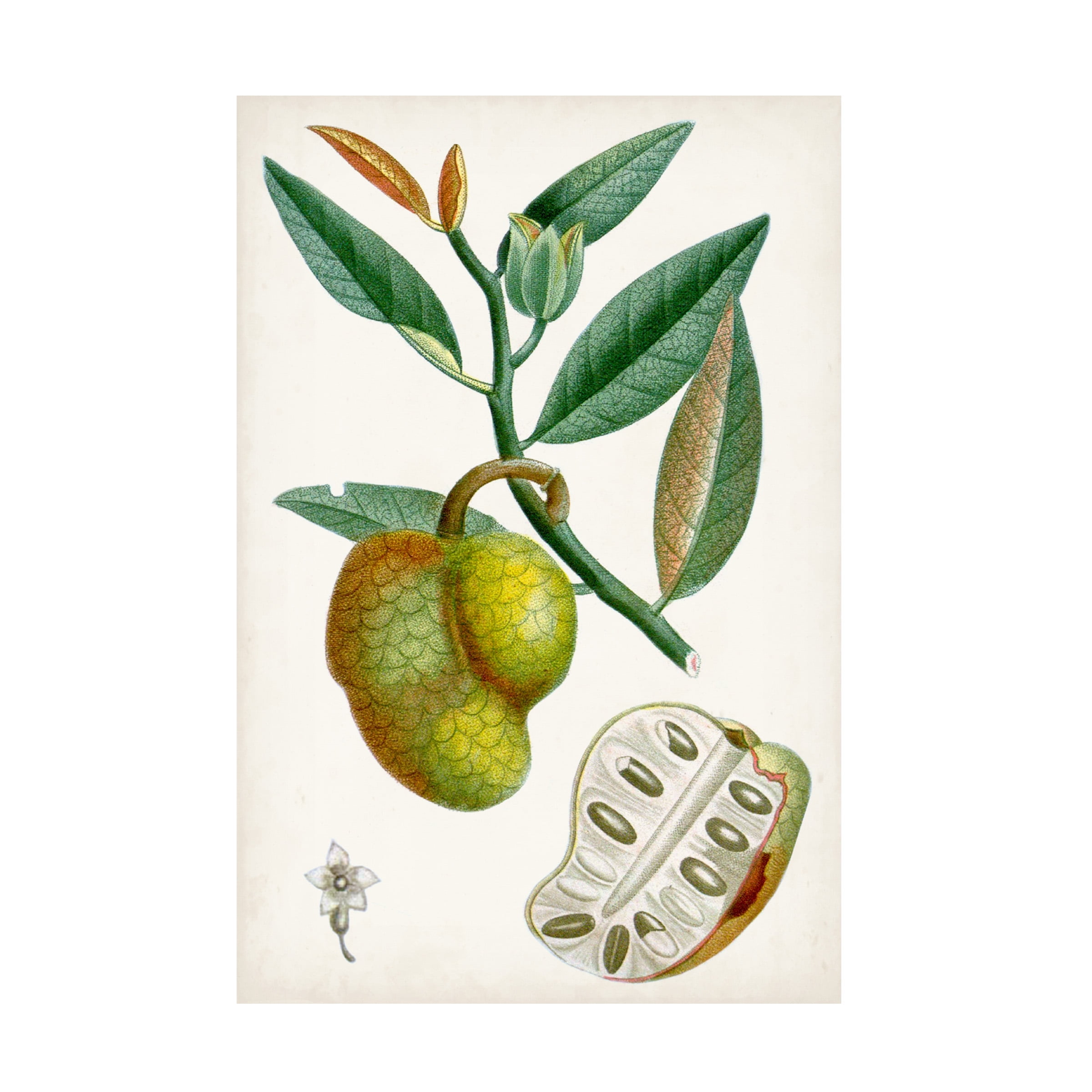 Turpin 'Turpin Tropical Fruit III' Canvas Art - Walmart.com