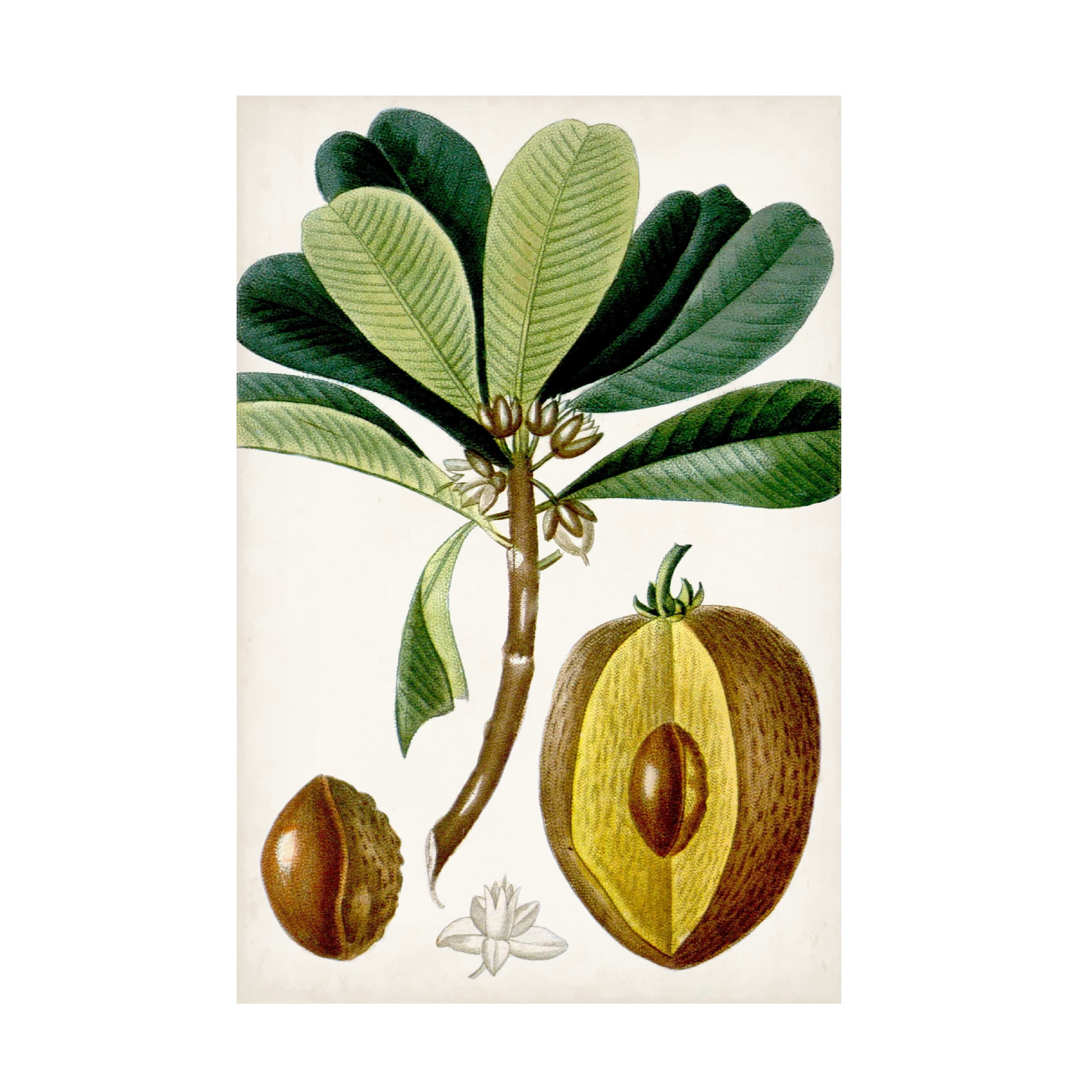 Turpin 'Turpin Tropical Fruit VI' Canvas Art - Walmart.com