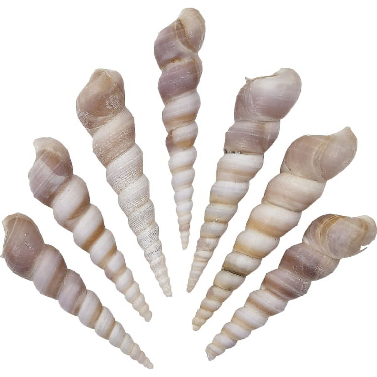 Turritella Terebra Polished Craft Bulk Shells 3-4" (1 Kilo) (appx 90 ...