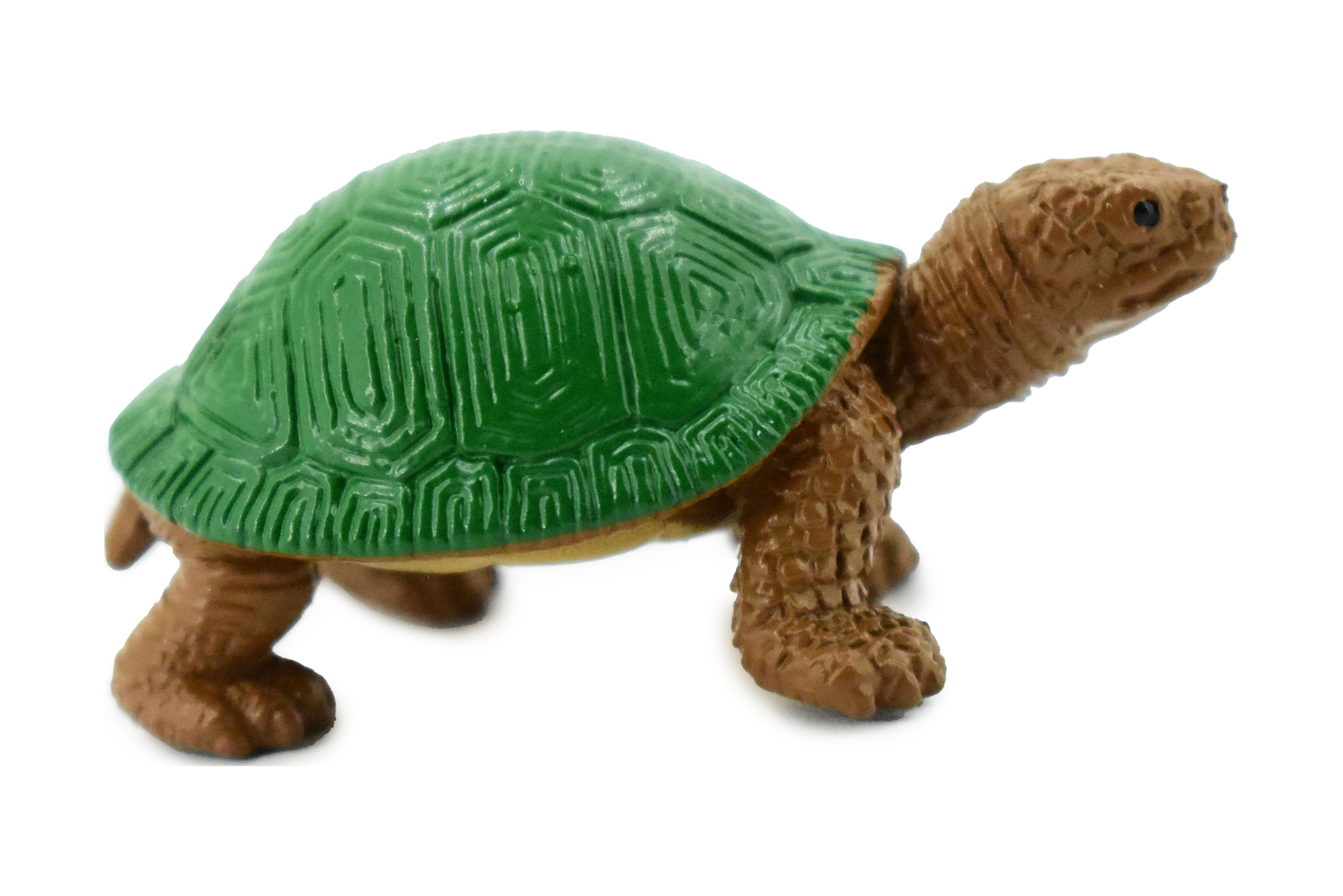 Turtle, Box Turtle, Pond Turtle, Plastic Reptile, Educational ...