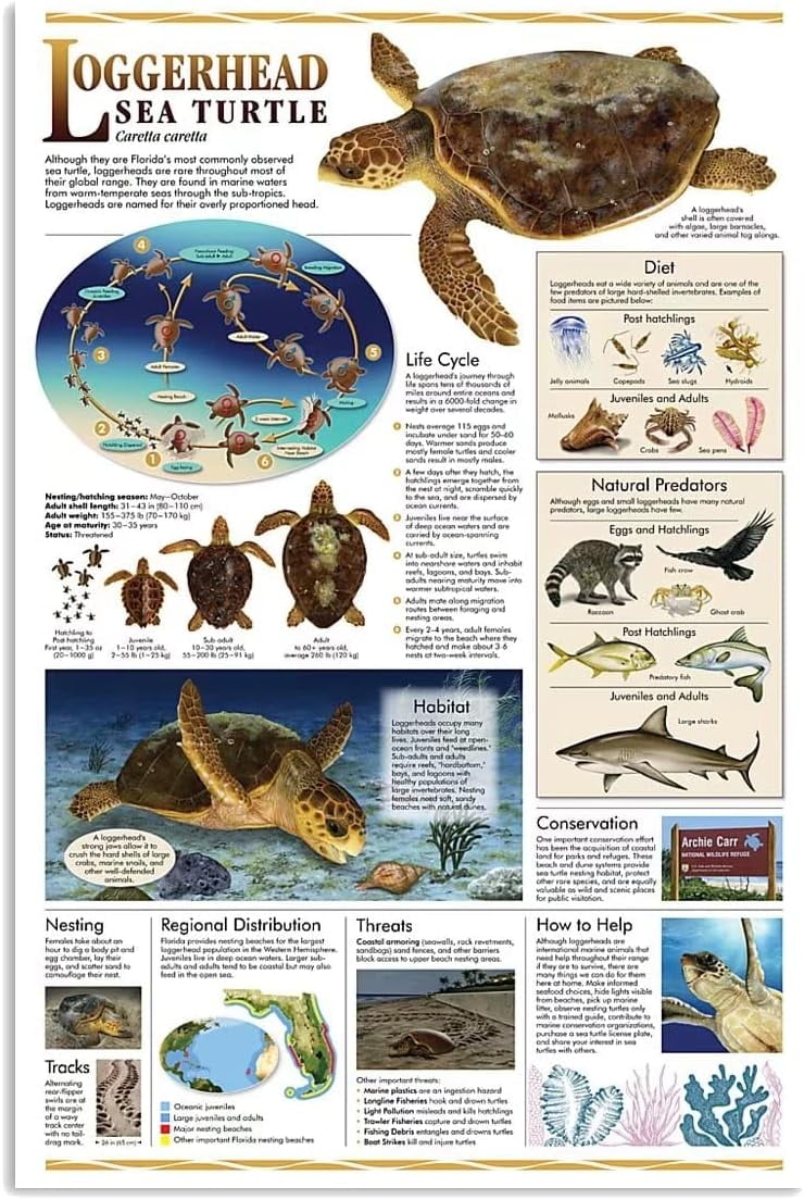 Turtle Chart Metal Signs Home Children Education Wall Decor Loggerhead ...