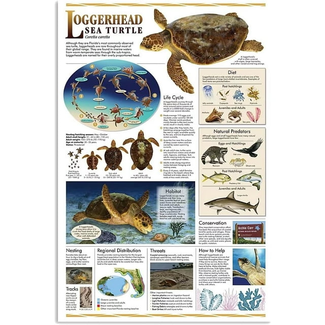 Turtle Chart Metal Signs Home Children Education Wall Decor Loggerhead ...
