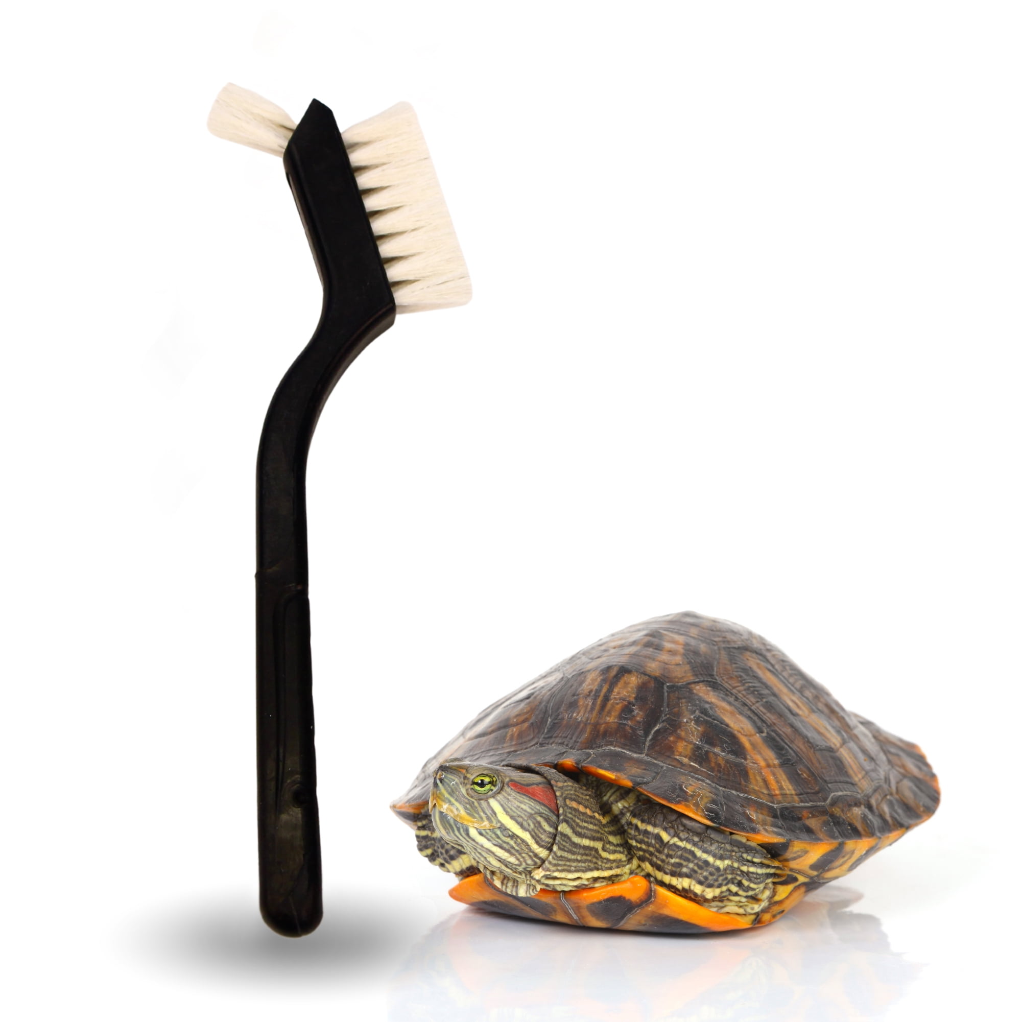 Turtle Cleaning Brush Remove Aquatic Mud, Dirt, & Contaminants from ...