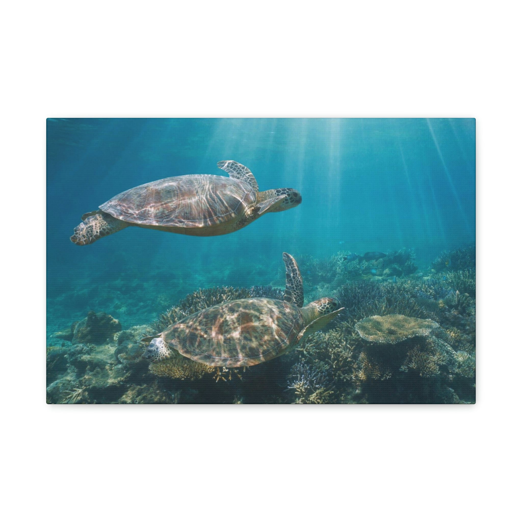 Turtle Couple Turtle Couple Print Animal Wall Art Wildlife Canvas ...