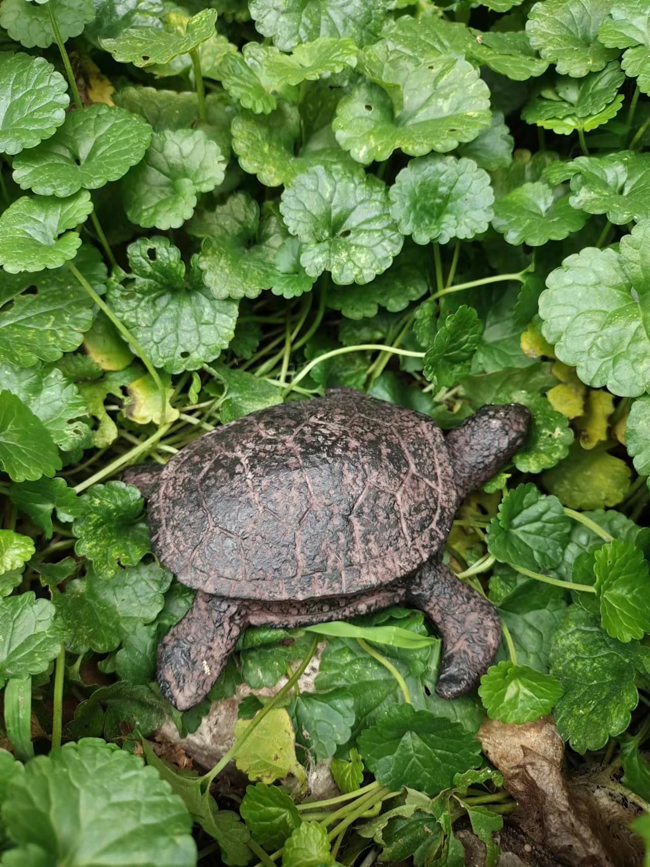 Bicheness Turtle Garden Key Hider Box, Decorative Resin Outdoor Key ...